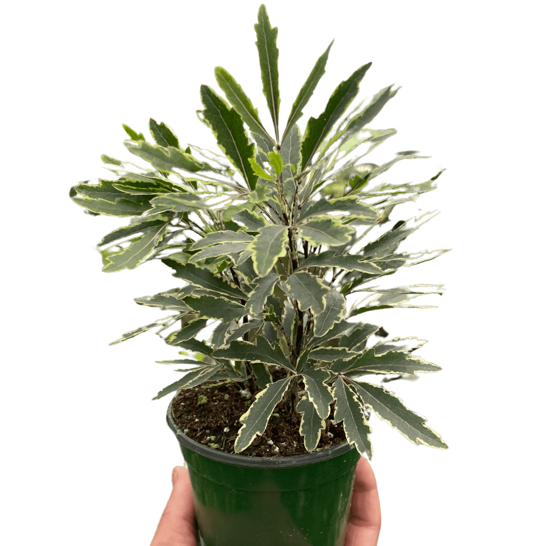 Aralia 'Bianca' | Elegant and Compact Variegated Plant – All About Planties