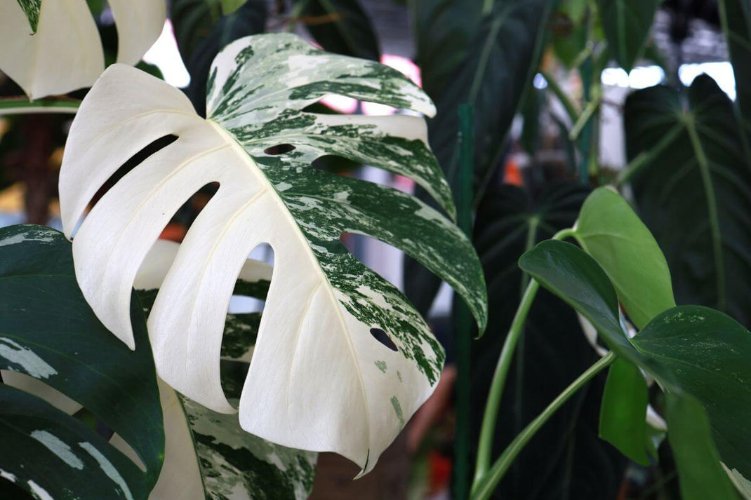 Monstera Plants for Sale | Swiss Cheese Plant | All About Planties™