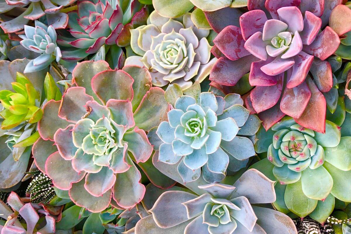 Succulents Collection | Low-Maintenance | All About Planties