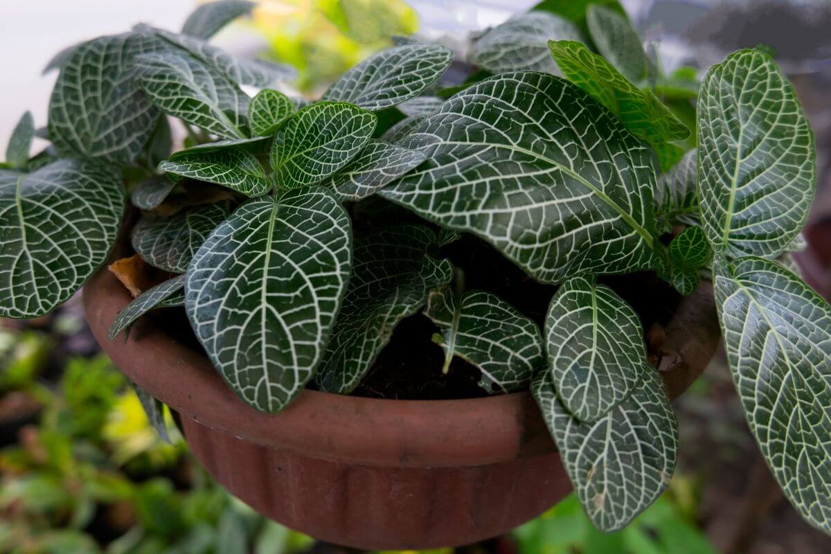 Calathea Plants Collection | Easy Care | All About Planties