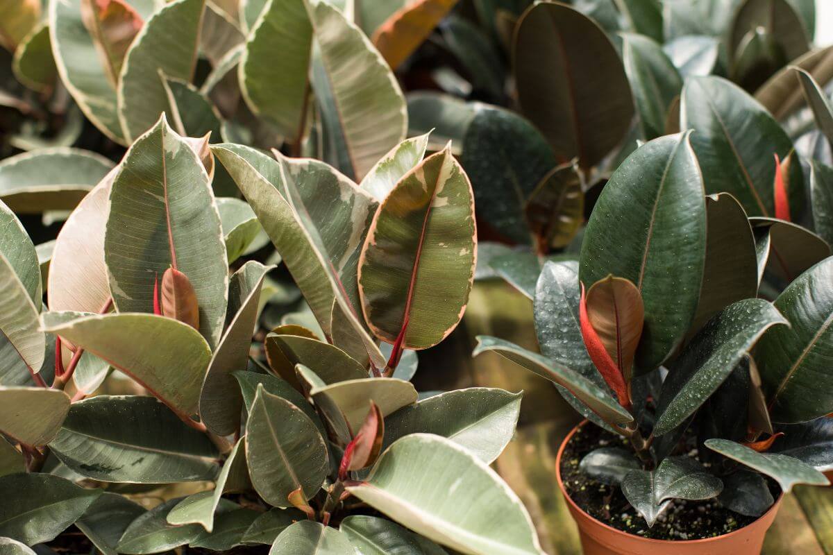Ficus Plants Collection | Houseplants | All About Planties
