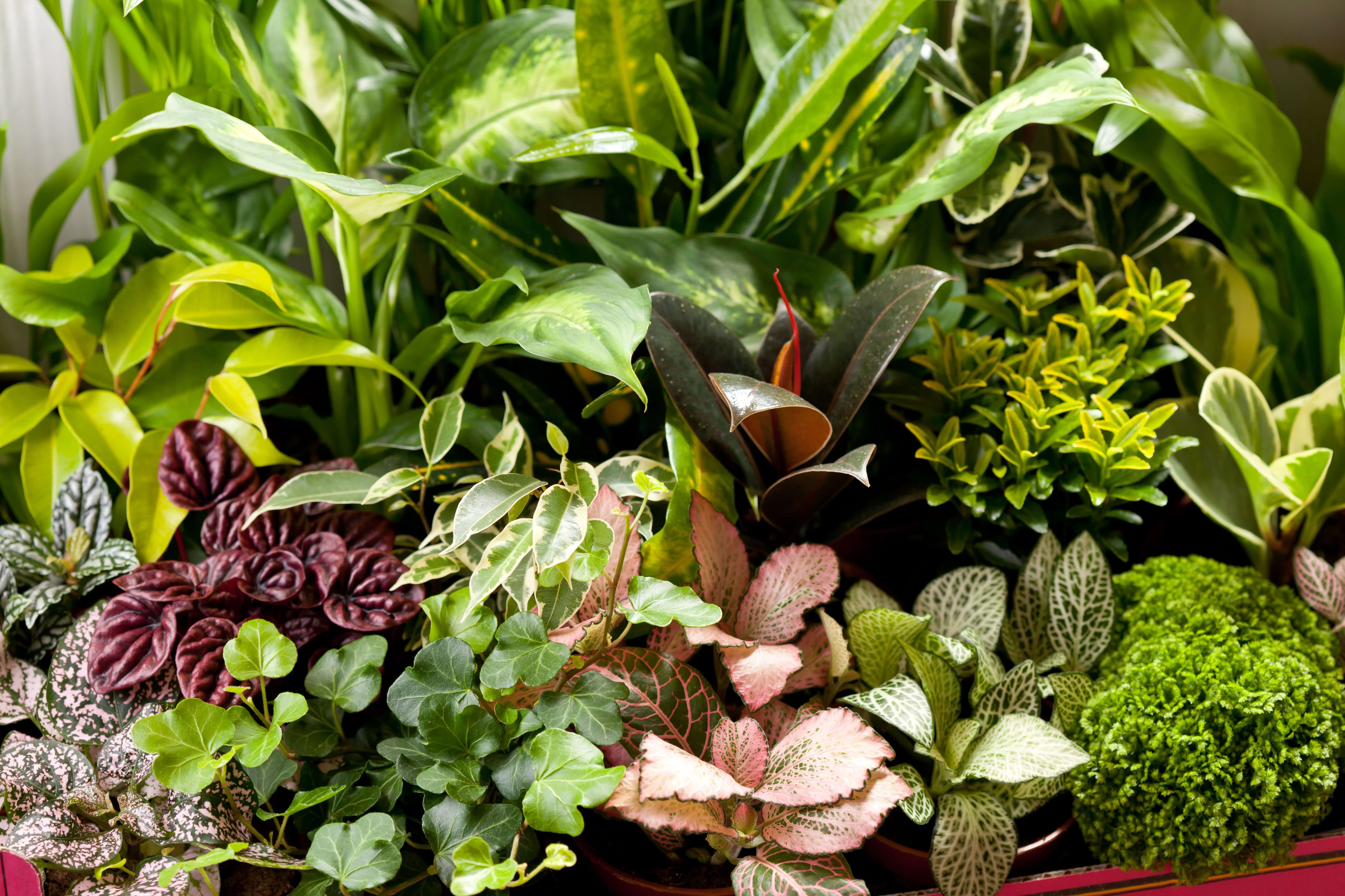 Indoor Plants | Easy Care & Low-Light | All About Planties