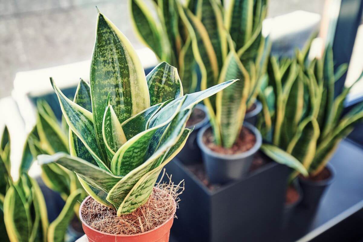 Sansevieria Snake Plant Collection | Low-Maintenance | All About Planties