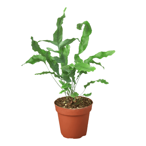 Blue Star Fern - Easy Care Fern with Unique Blue-Green Fronds – All ...