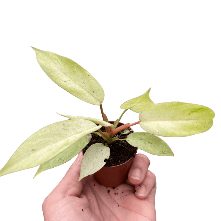 Philodendron 'Snowdrift' - Large Variegated Heart-Shaped Aroid | All ...