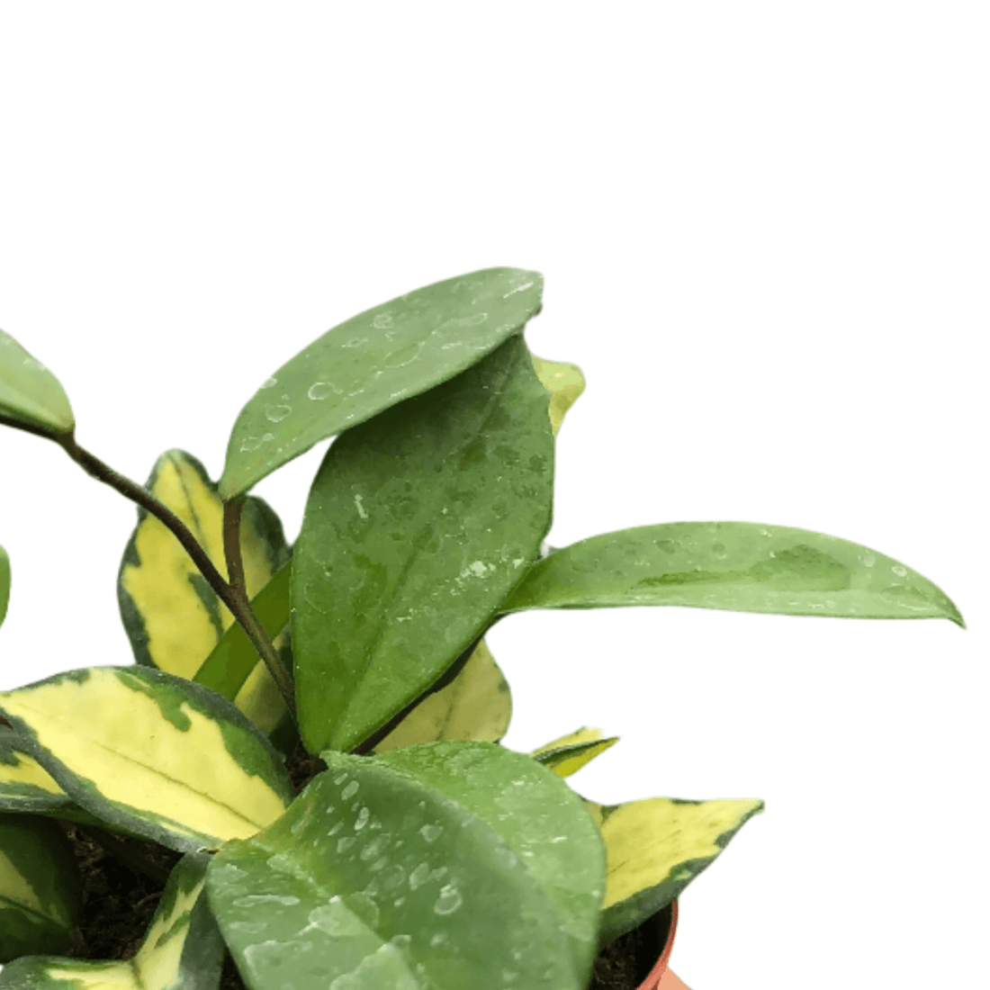 Hoya Carnosa Krimson Princess | Vibrant Indoor Trailing Plant – All ...