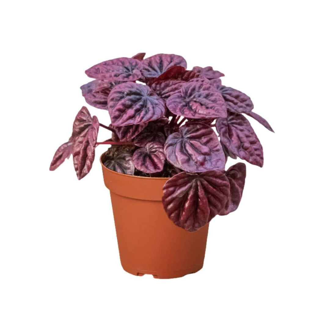 Peperomia 'Ripple Red' | Easy Care Indoor Plant | All About Planties