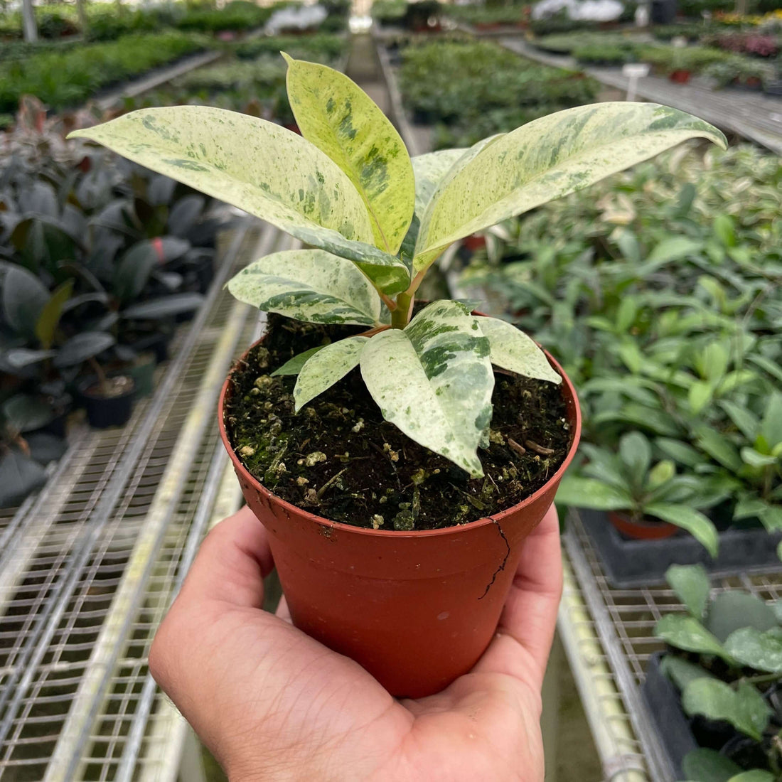 Ficus shivereana Moonshine | Easy Care Indoor Plant – All About Planties™