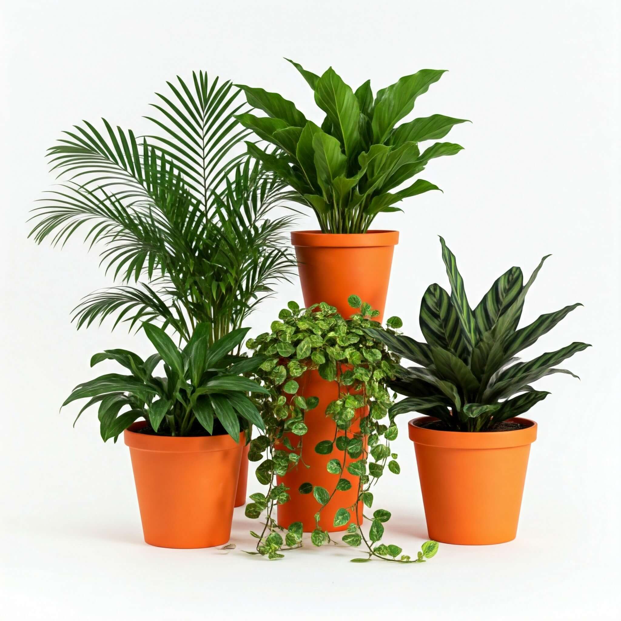 Indoor Houseplant Subscription Box | Monthly Surprise Plants – All ...