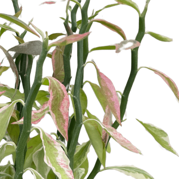 Variegated Devil's Backbone Euphorbia (Zig Zag Plant) - Easy Care ...