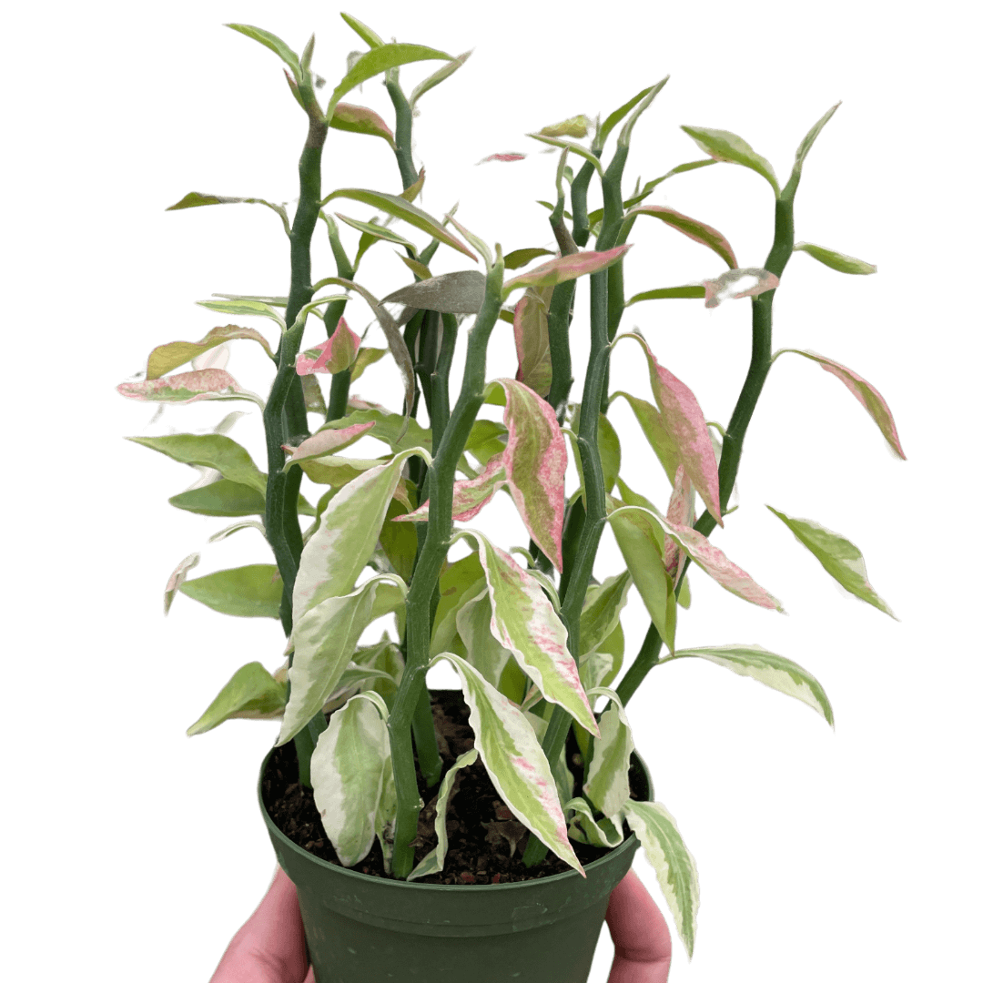 Variegated Devil's Backbone Euphorbia (Zig Zag Plant) - Easy Care ...