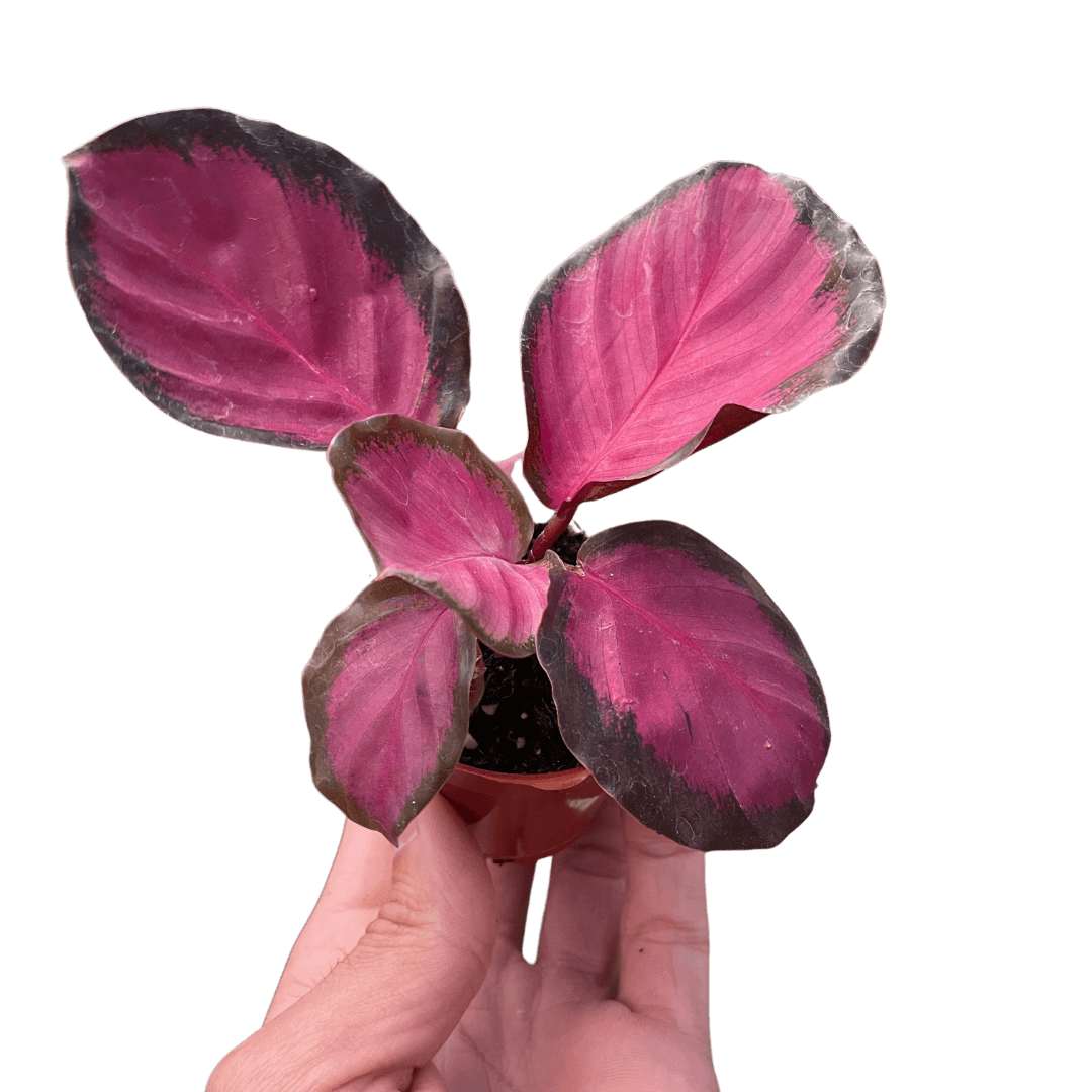 Calathea 'Purple Rose' | Exotic Plant | All About Planties