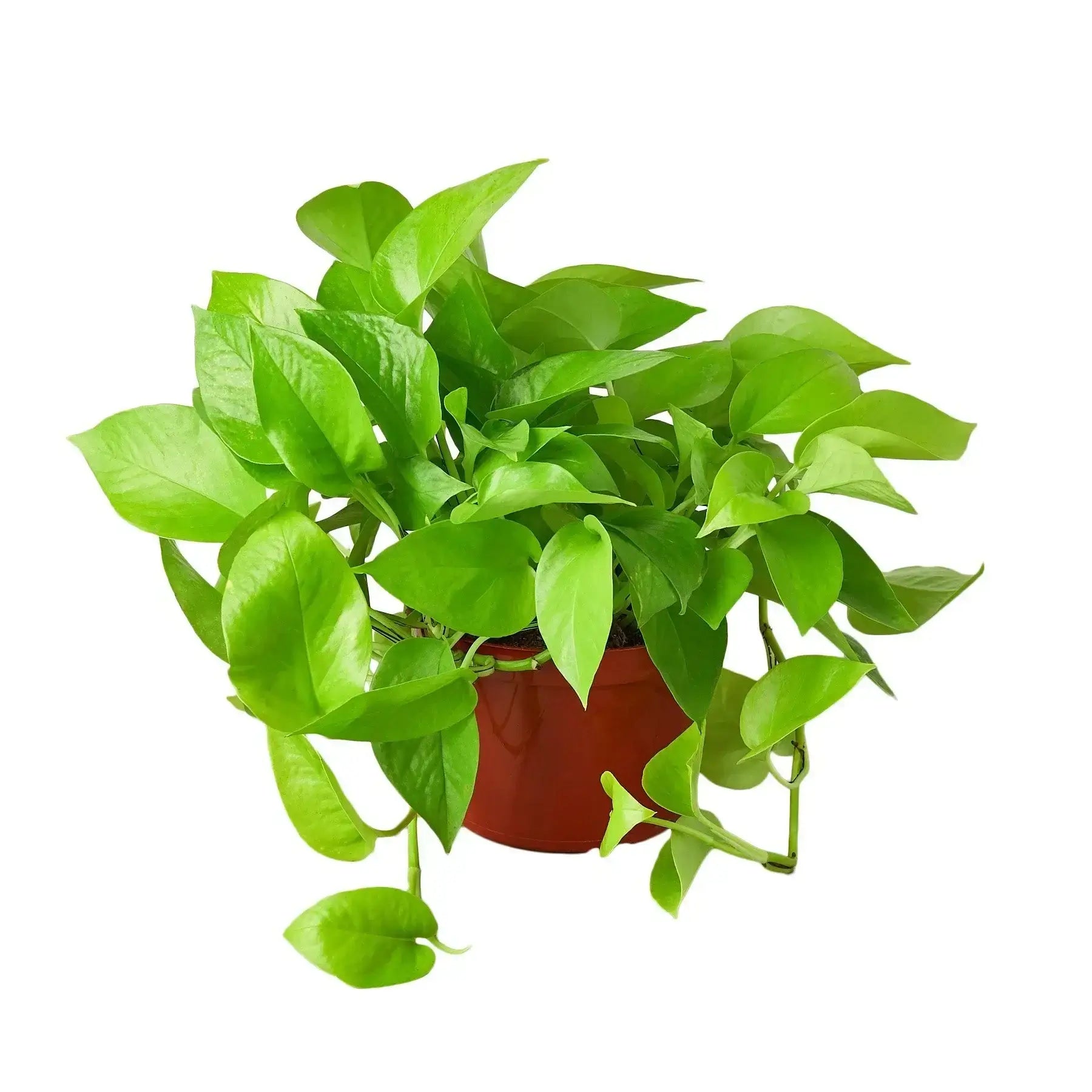 Pothos 'Neon' | Vibrant and Easy Care | All About Planties